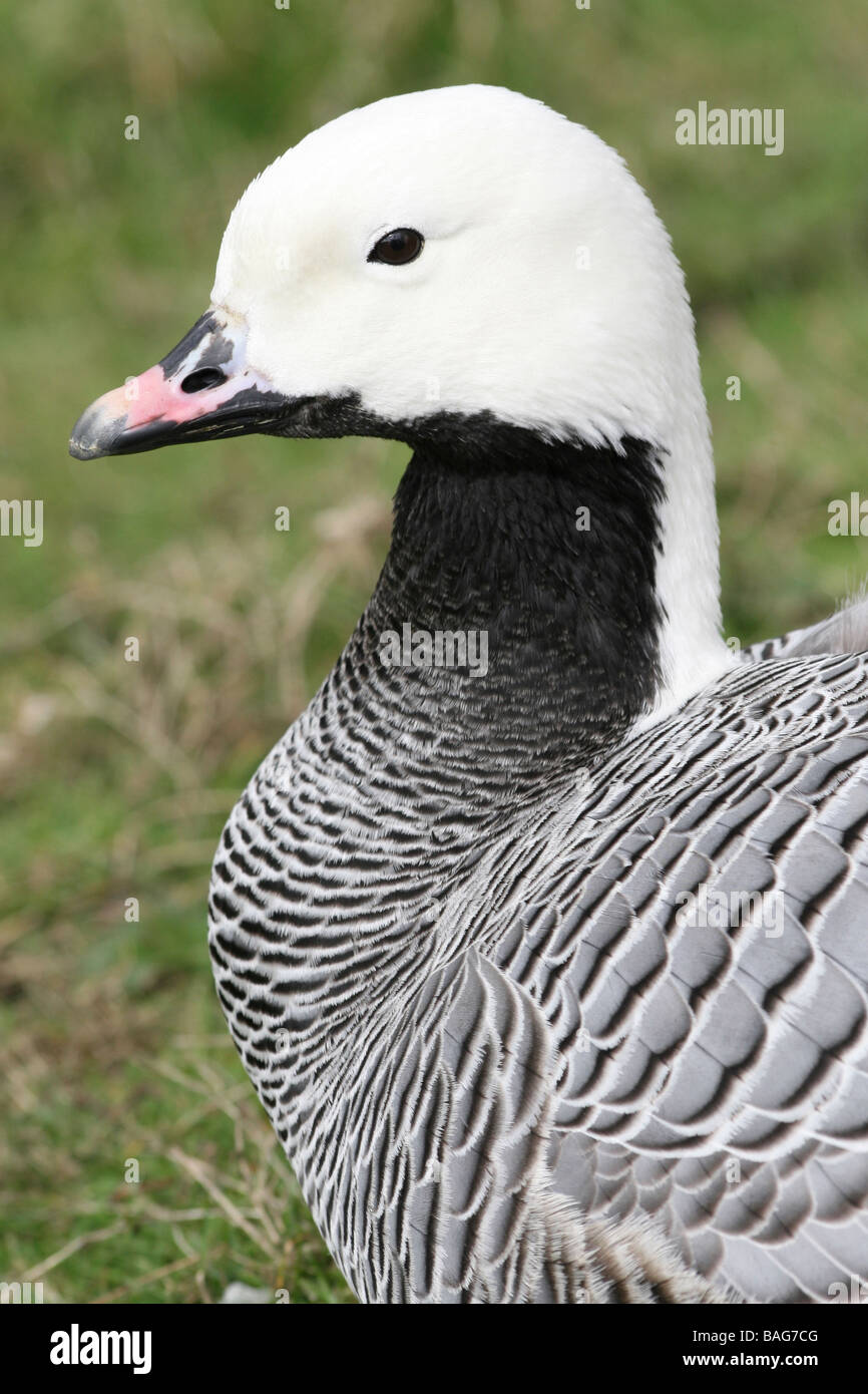 Portrait Of Head And Neck Feather Pattern Emperor Goose Chen canagica ...