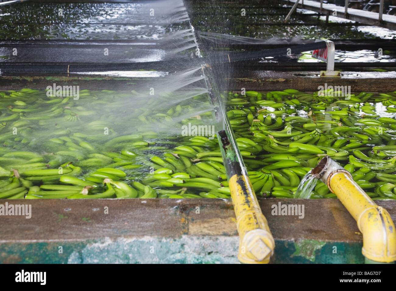 Costa Rica banana plantation Stock Photo - Alamy