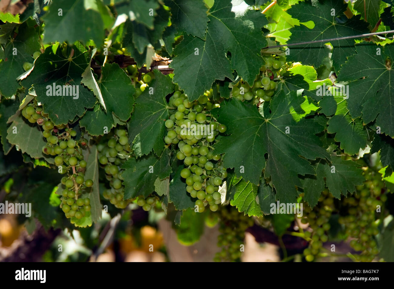 Torrontes argentina hi-res stock photography and images - Alamy