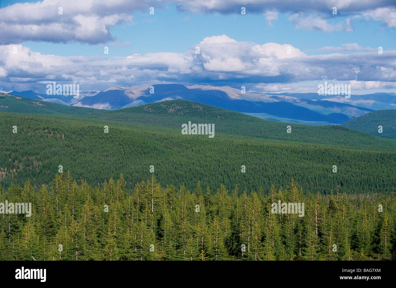 Mongolia, Khovsgol Province, the red taiga from Tsagan Chulut Pass ...