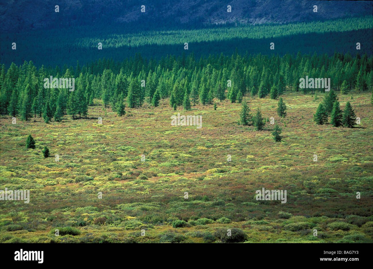 Mongolia, Khovsgol Province, red taiga landscape Stock Photo - Alamy