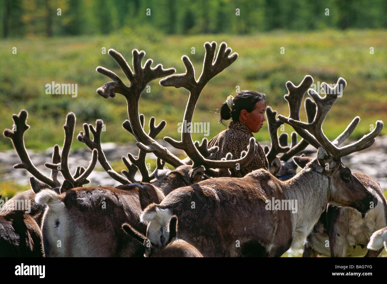 Mongolia, Khovsgol Province, red taiga, Tsaatan woman bringing ...