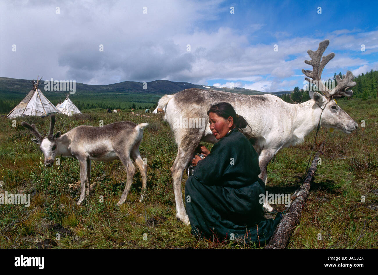 Milking reindeer hi-res stock photography and images - Alamy