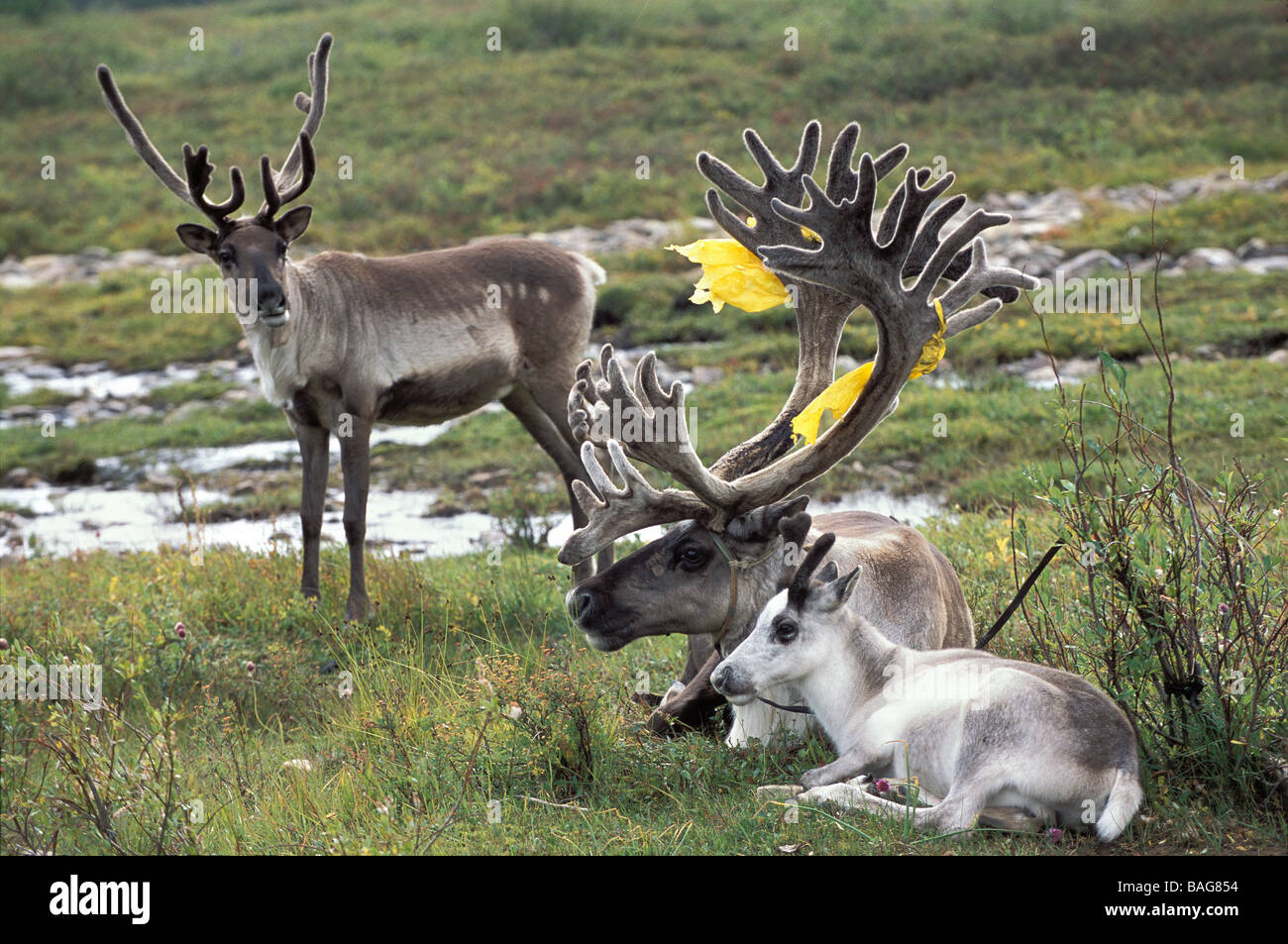 Mongolia, Khovsgol Province, red taiga, reindeers on grazing grounds ...