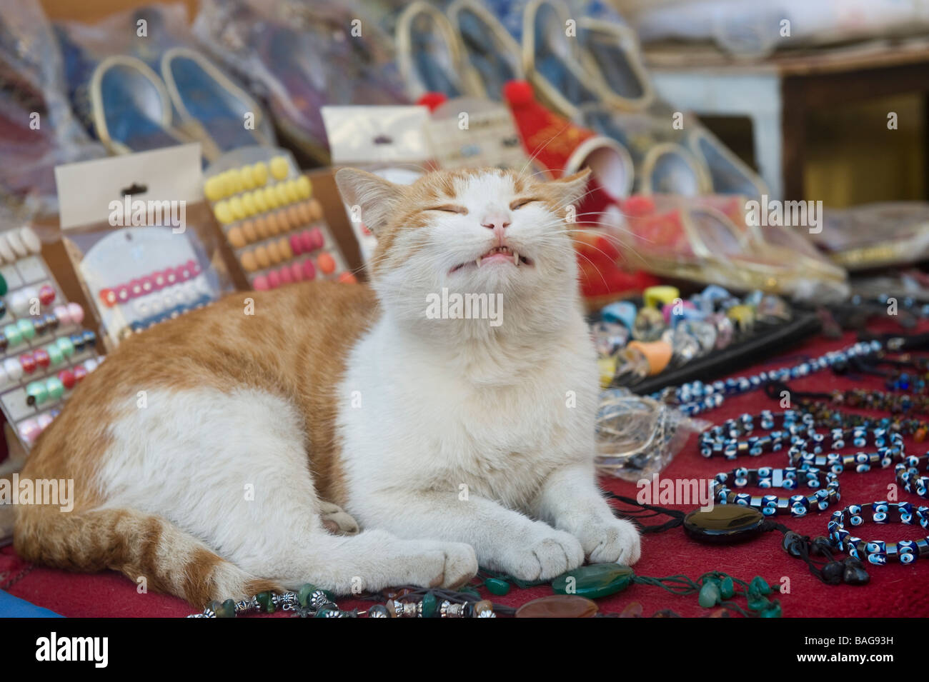 Yawning cat on a merchant stall Antalya Turkey Stock Photo - Alamy