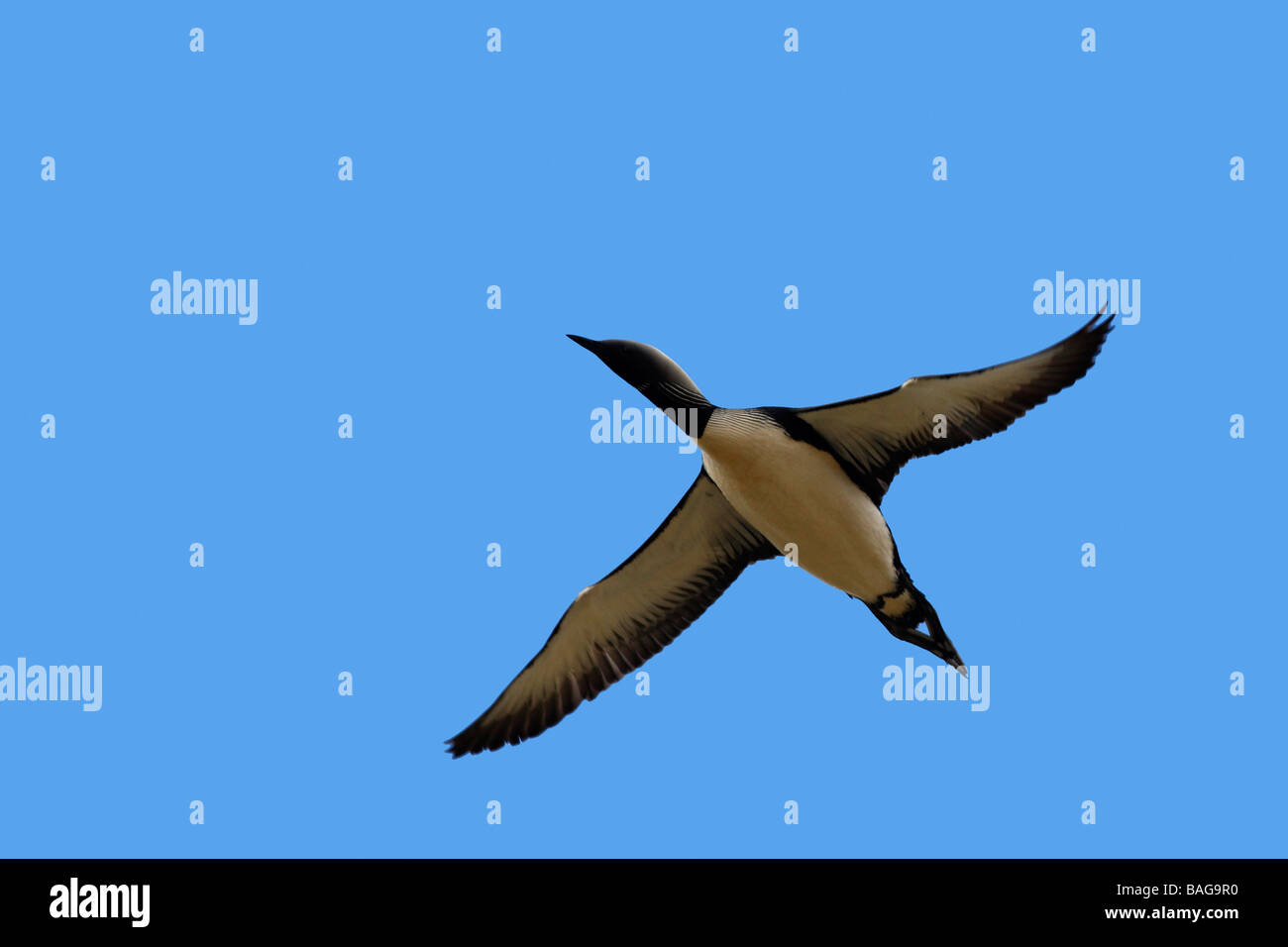 Pacific Diver, Pacific Loon (Gavia pacifica), adult in flight Stock ...