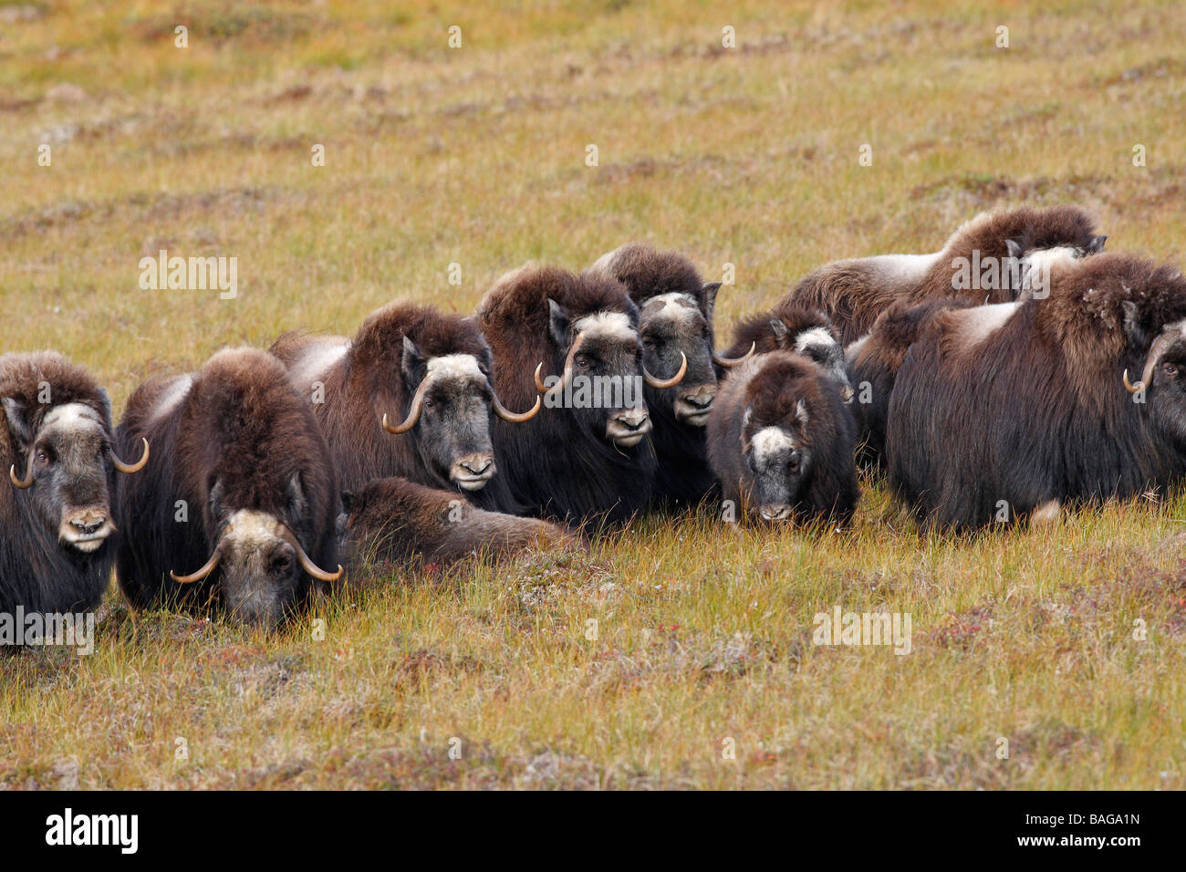 Arctic tundra animal herd hi-res stock photography and images - Alamy