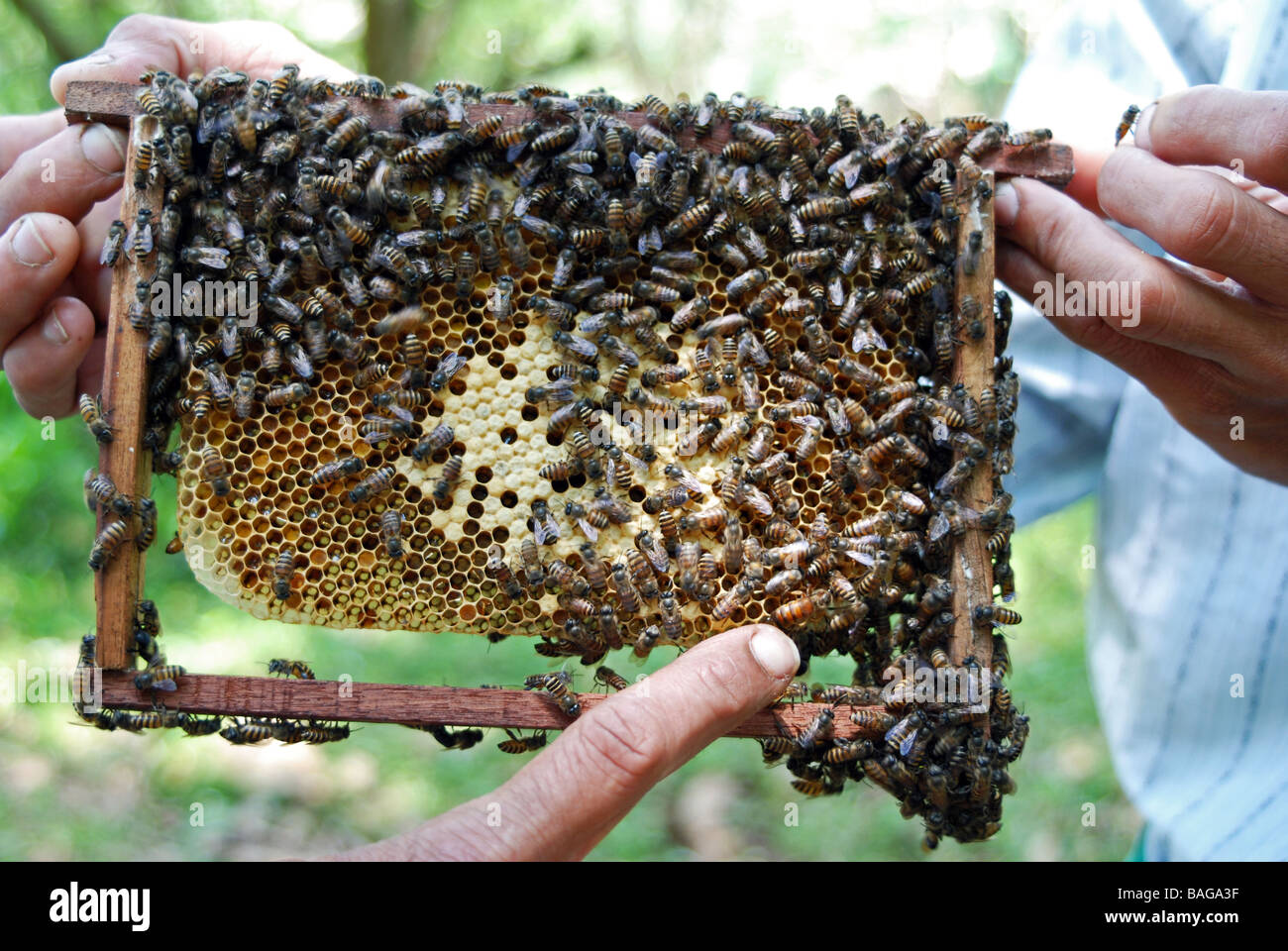 Western ghats india bees High Resolution Stock Photography and Images ...