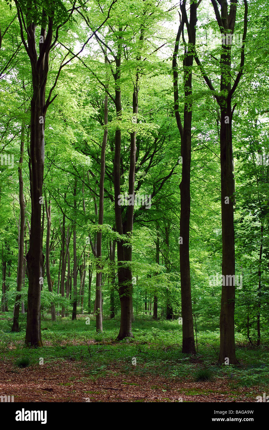 European beech trees hi-res stock photography and images - Alamy