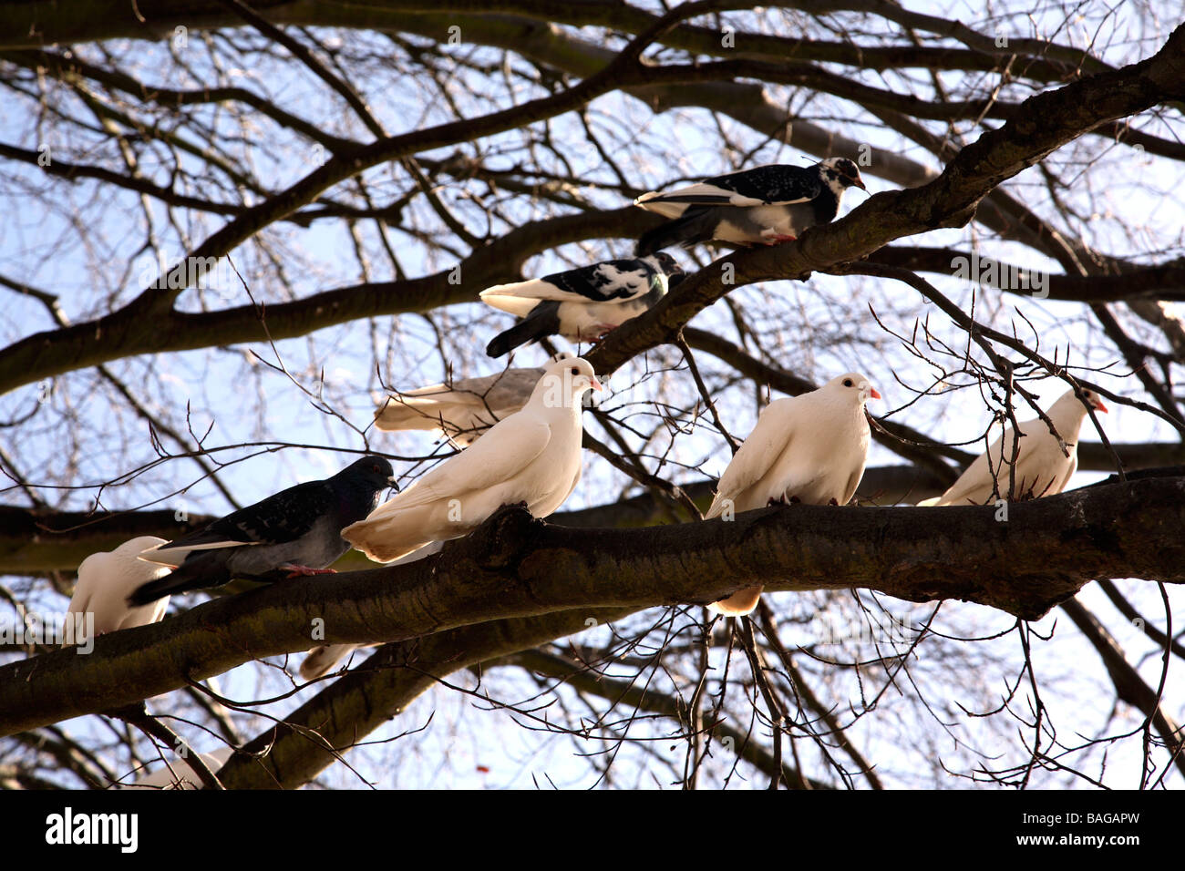 Doves row hi-res stock photography and images - Alamy