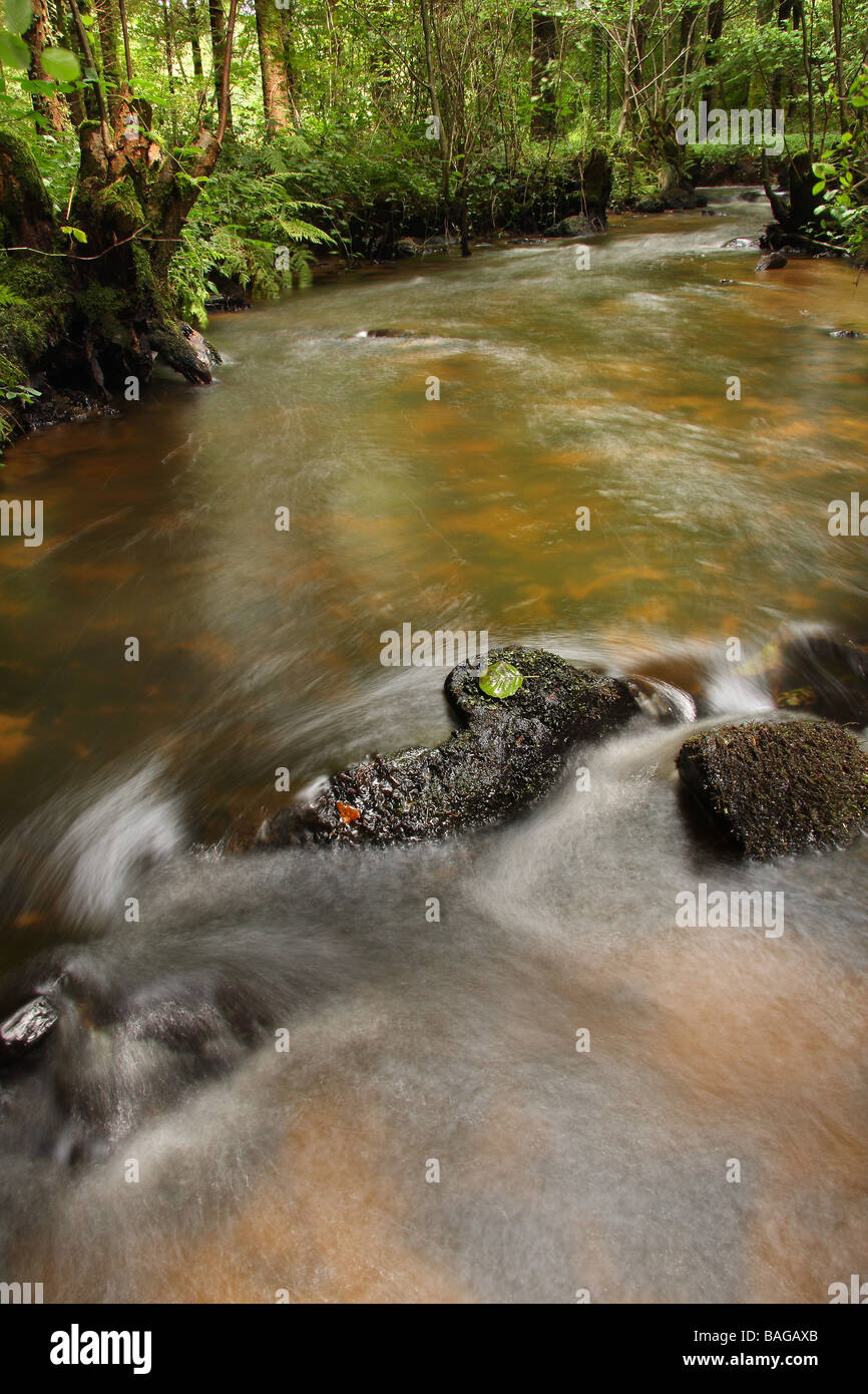 Woodland trails hi-res stock photography and images - Alamy