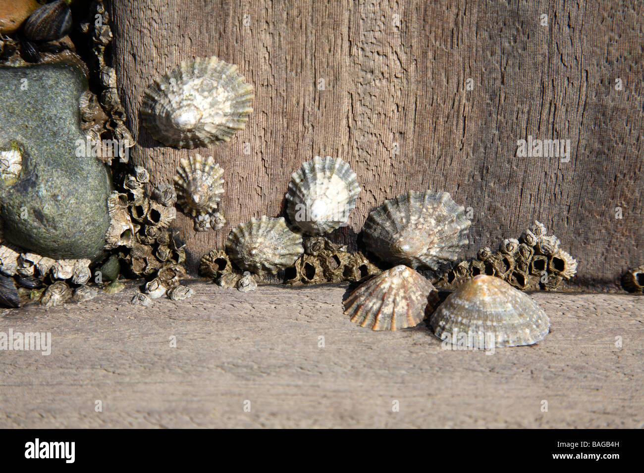 Sea erosion shells hi-res stock photography and images - Alamy