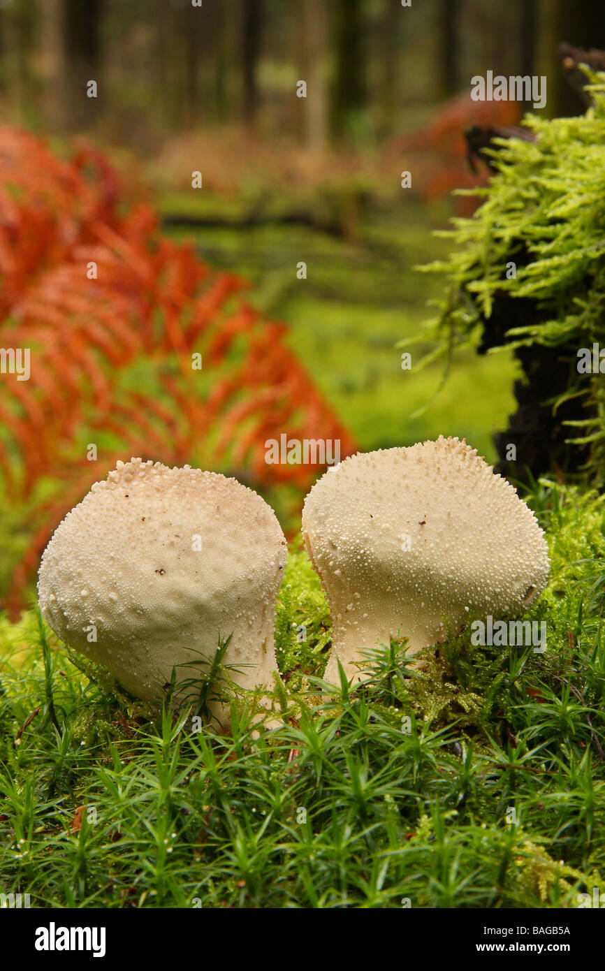 Puff balls hi-res stock photography and images - Alamy