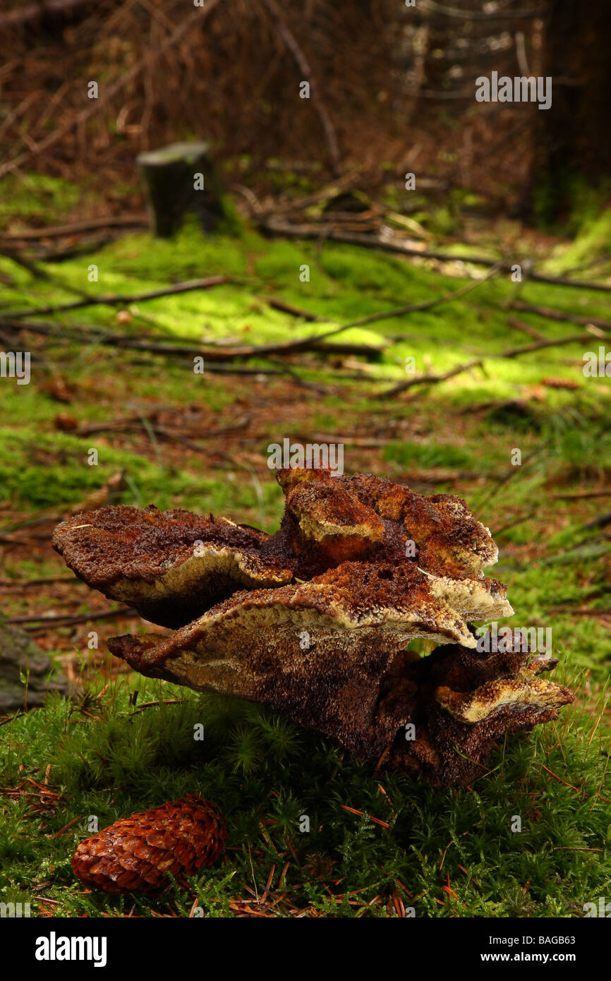 A large multi layered Phaeolus shweinitzii fungus growing in a Pine ...