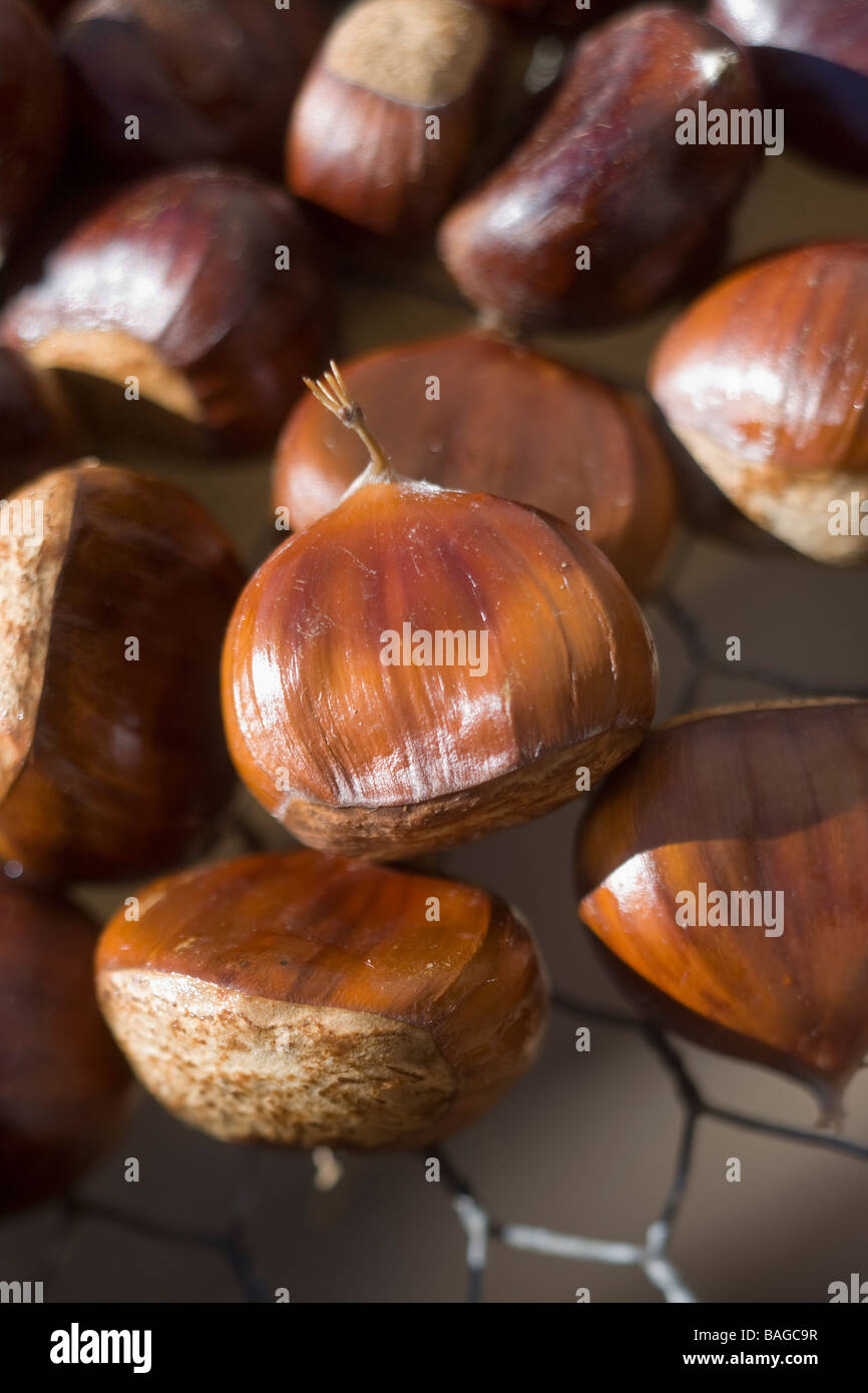 France, Tarn, Jouqueviel, organic chestnuts, Sabine Bourgeois ...