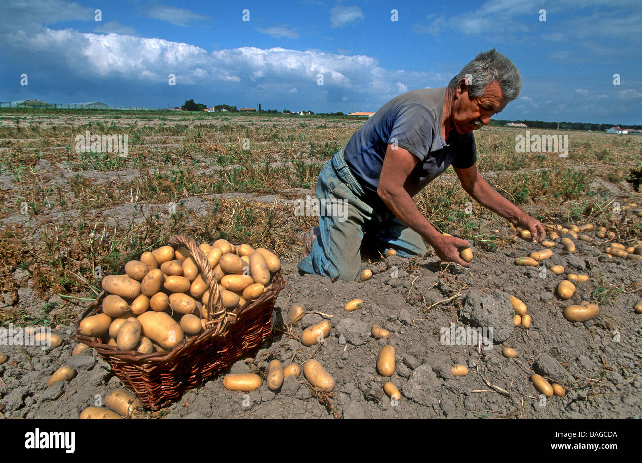 France, Vendee, Ile de Noirmoutier, harvest of Bonnotte de Noirmoutier ...