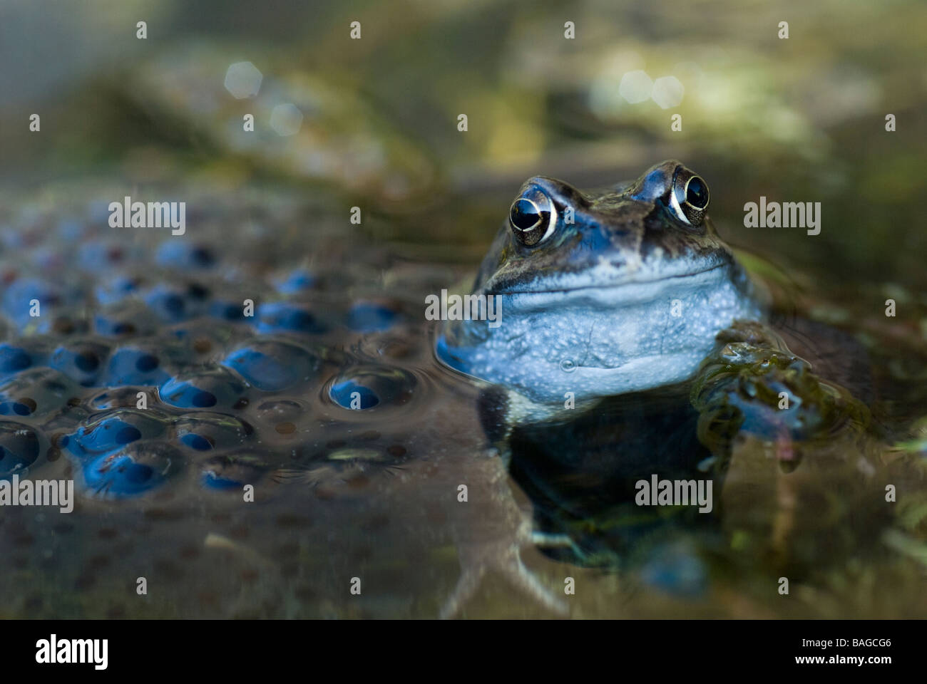 Frog spawn and Common Frog Rana temporaria in a garden pond Stock Photo ...