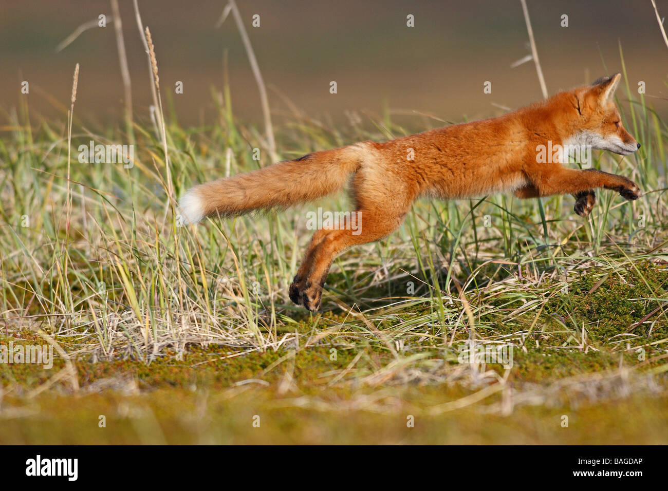 Fox Jumping Stock Photos & Fox Jumping Stock Images - Alamy