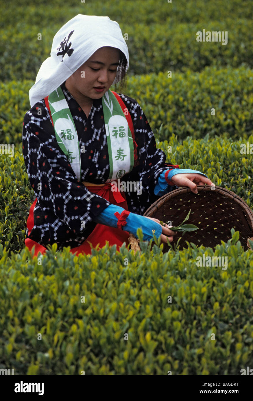 Japan, Honshu Island, Nara, harvesting tea Stock Photo - Alamy