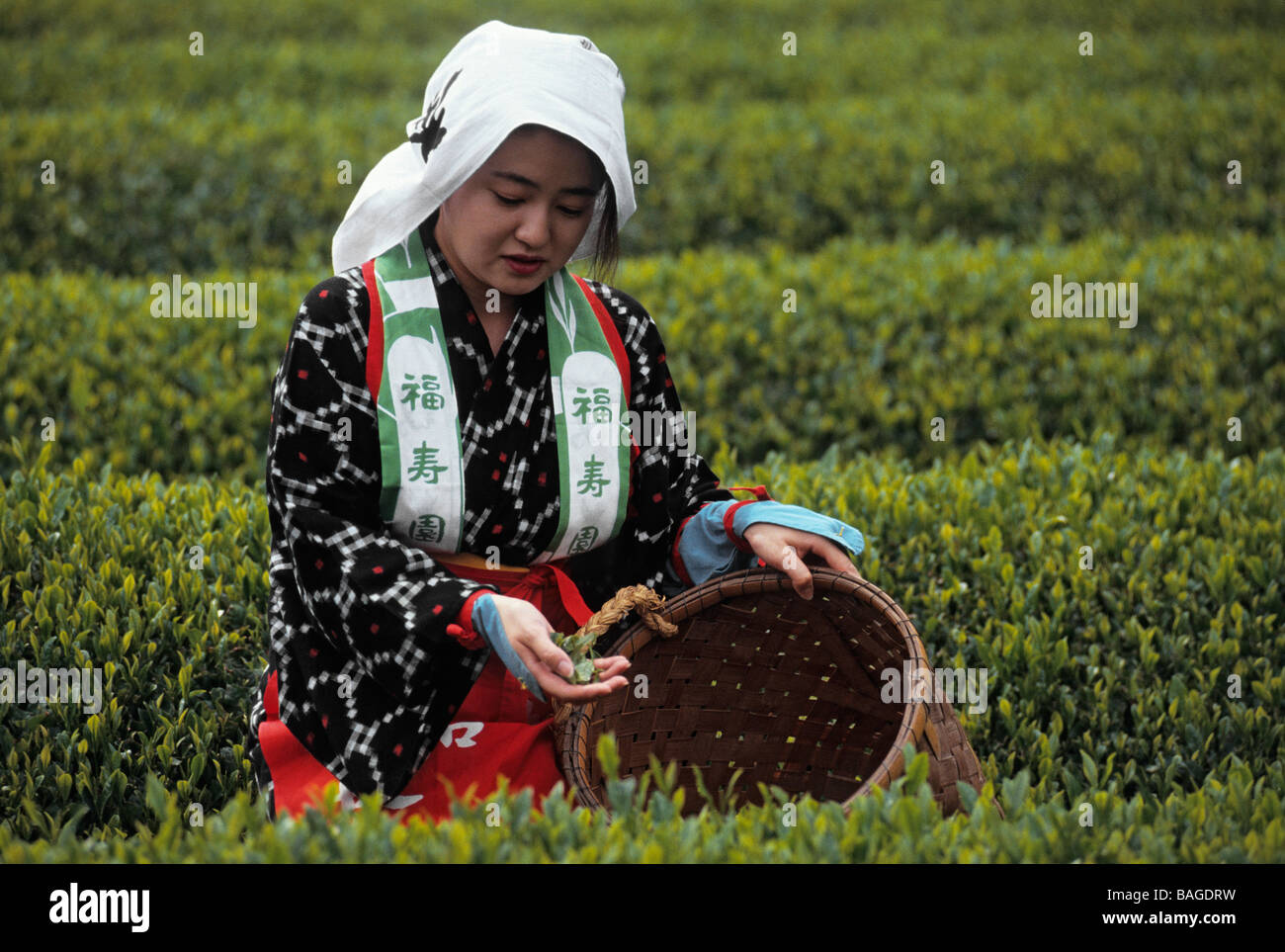 Japan, Honshu Island, Nara, harvesting tea Stock Photo - Alamy
