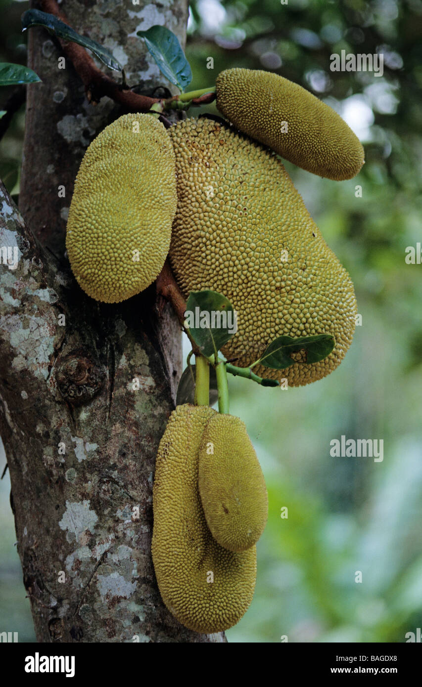 Malaysia, Borneo, Jacquier tree fruit Stock Photo - Alamy