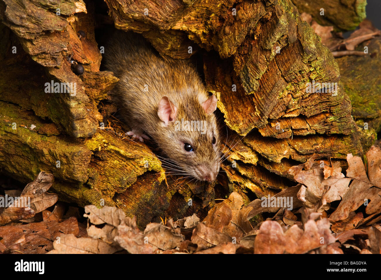 Brown Rat looking out from a tree stump Stock Photo - Alamy