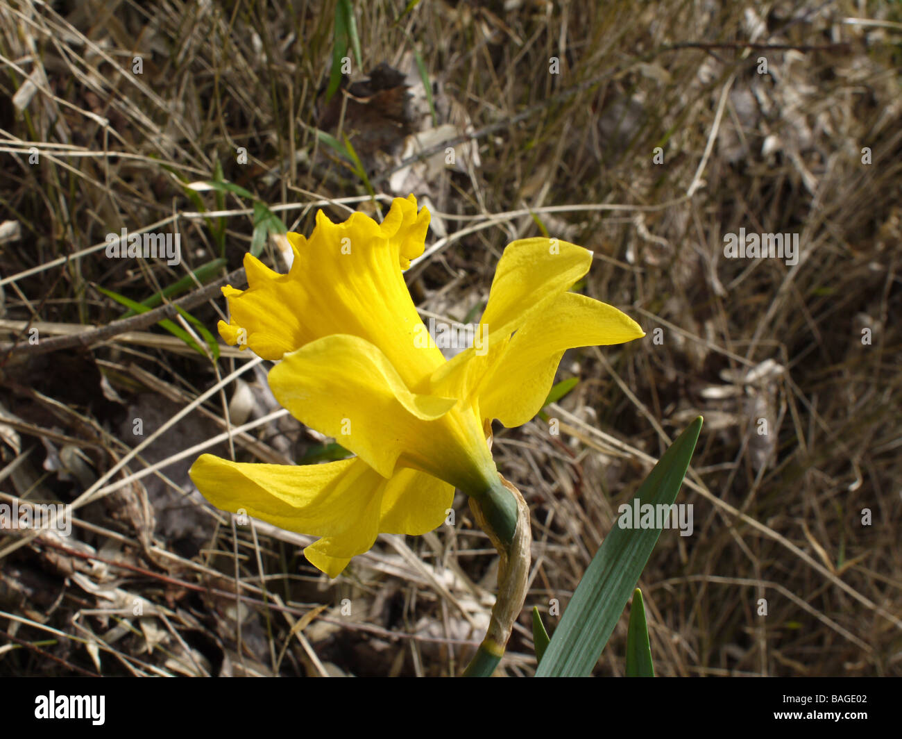 Yellow daffodil wild flowers growing wild in the countryside Stock ...