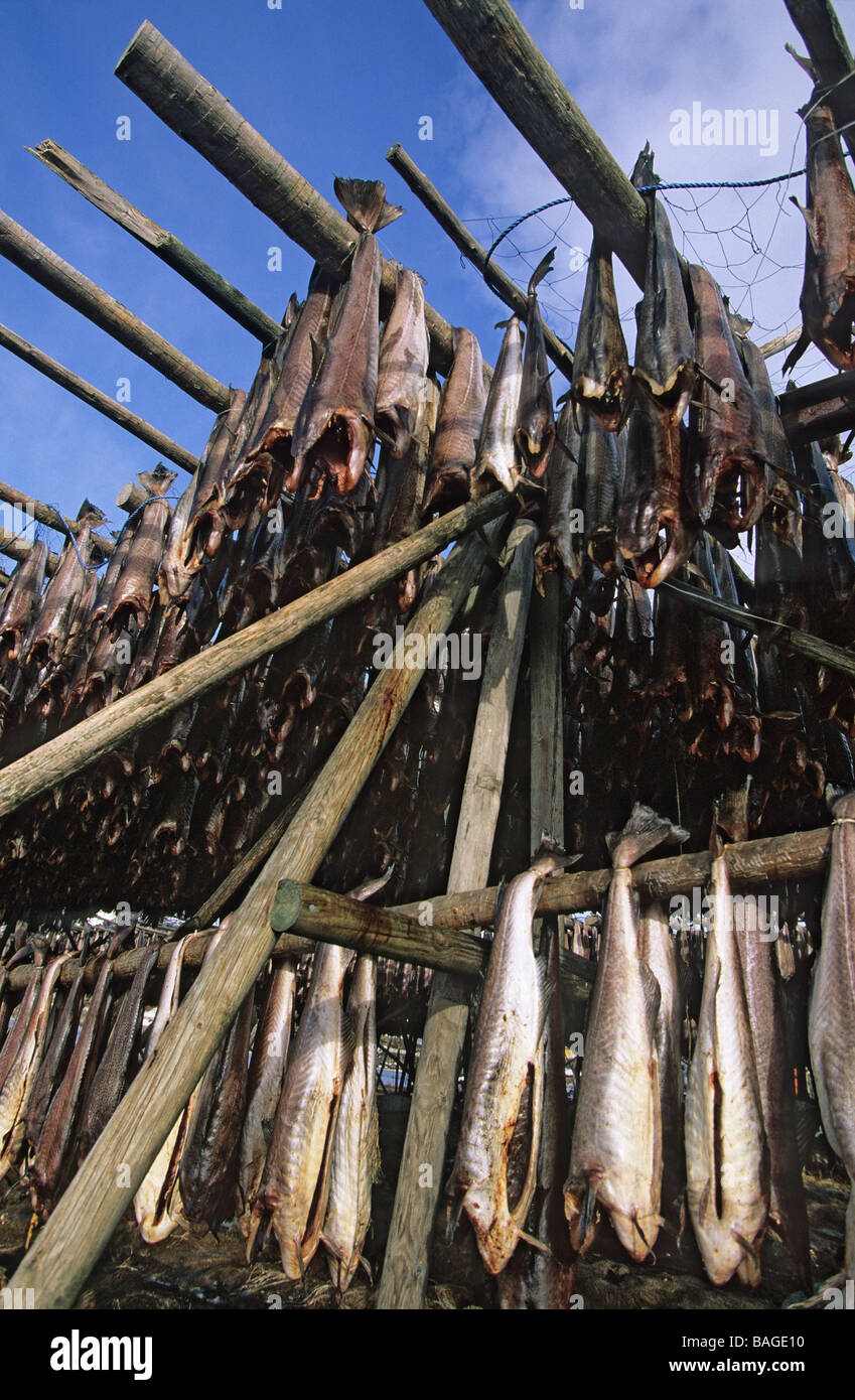 Norway, Nordland County, Lofoten Islands, Ballstad, skrei (cod-fish ...