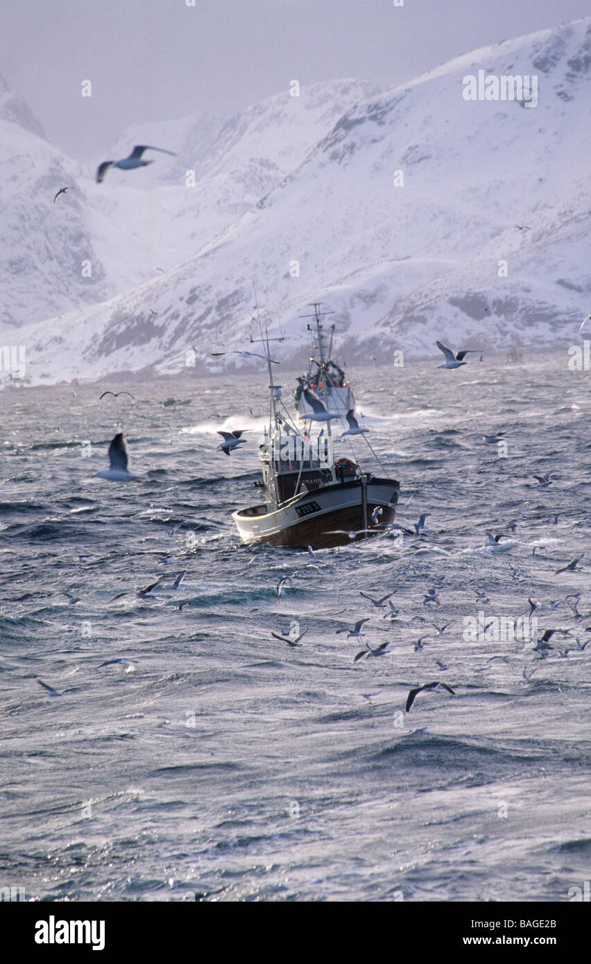 Norway, Nordland County, Lofoten Islands, fishing skrei (cod-fish Stock ...