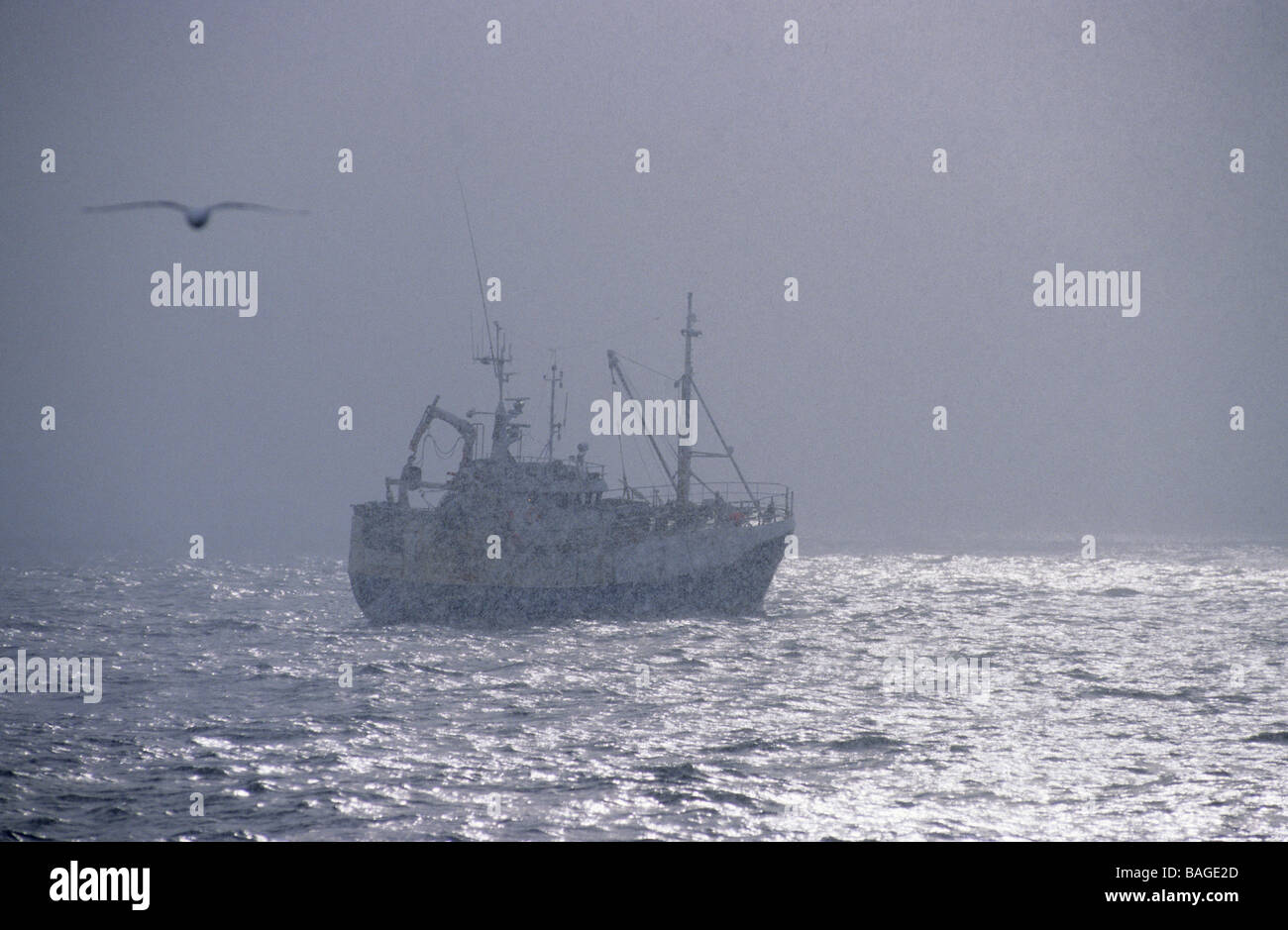Norway, Nordland County, Lofoten Islands, fishing skrei (cod-fish Stock ...