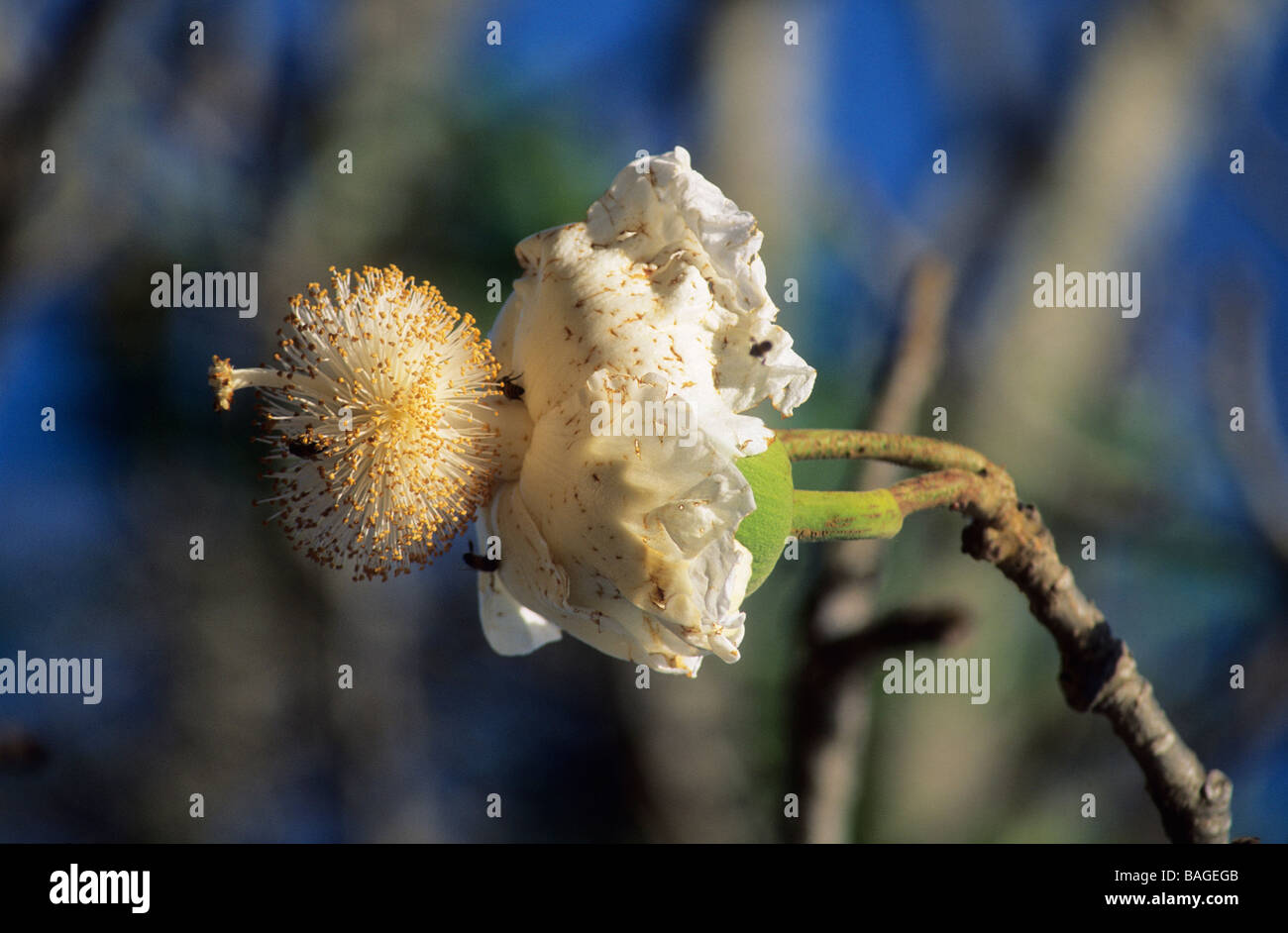 Baobab flower hi-res stock photography and images - Alamy