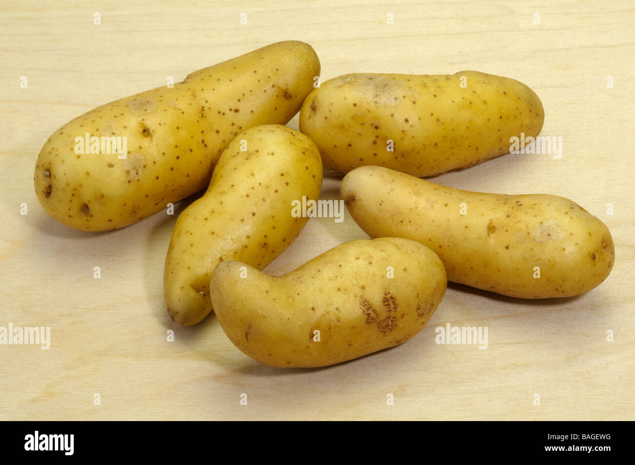 Potato (Solanum tuberosum), variety: La Ratte d Ardeche, studio picture ...