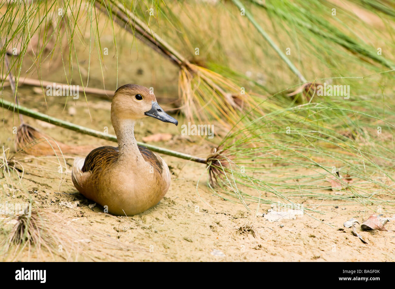 Animal duck hi-res stock photography and images - Alamy