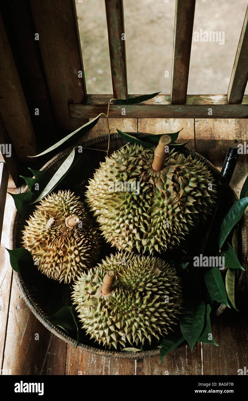 Thailand, Ko Samui Island, Lipanoi, durian in the house of Mrs. Hope ...