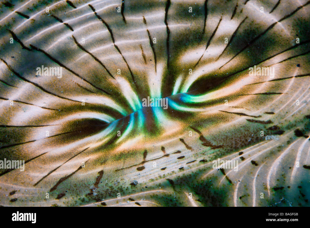 Iridescent Mantle of Giant Clam Tridacna Squamosa Micronesia Palau ...