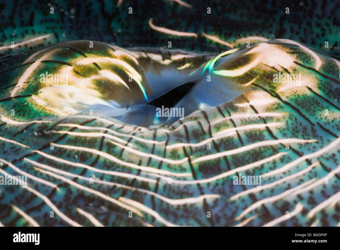 Iridescent Mantle of Giant Clam Tridacna Squamosa Micronesia Palau ...