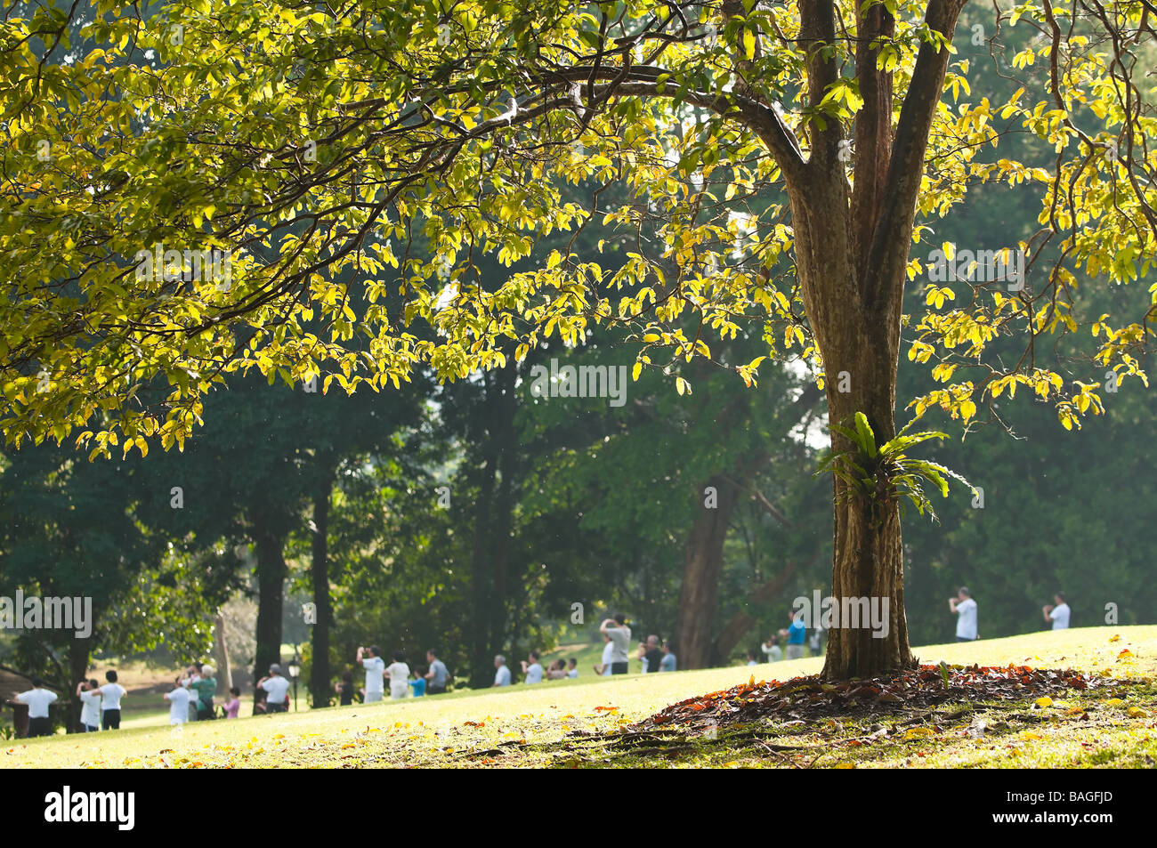 Large Tree Canopy Stock Photo - Alamy