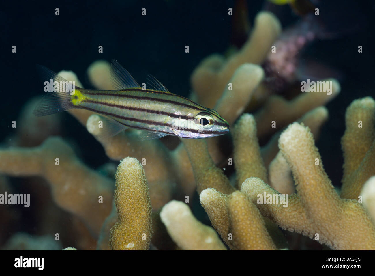 Five lined Cardinalfish Cheilodipterus quinquelineatus Micronesia Palau ...