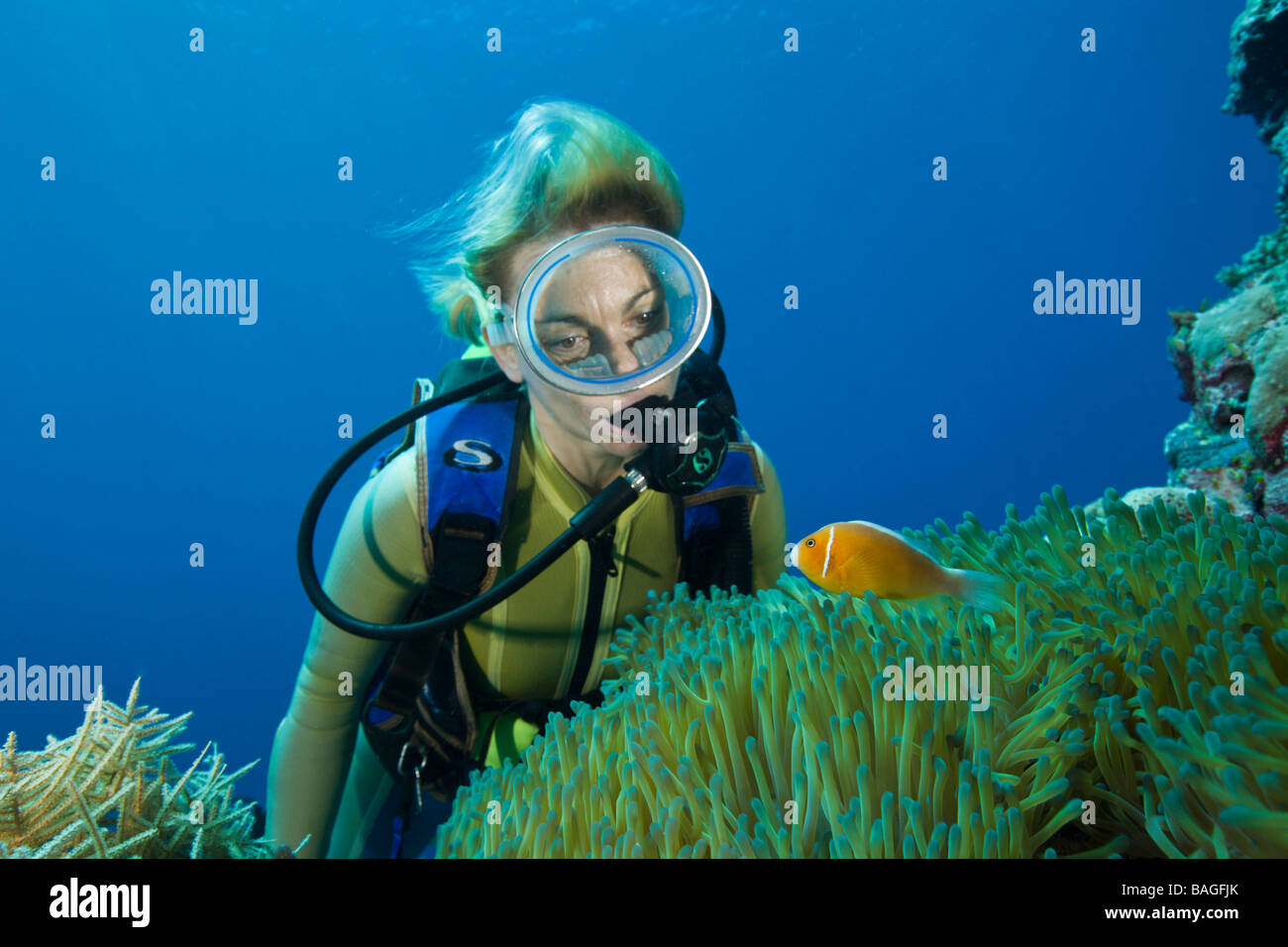 Pink diver hi-res stock photography and images - Alamy