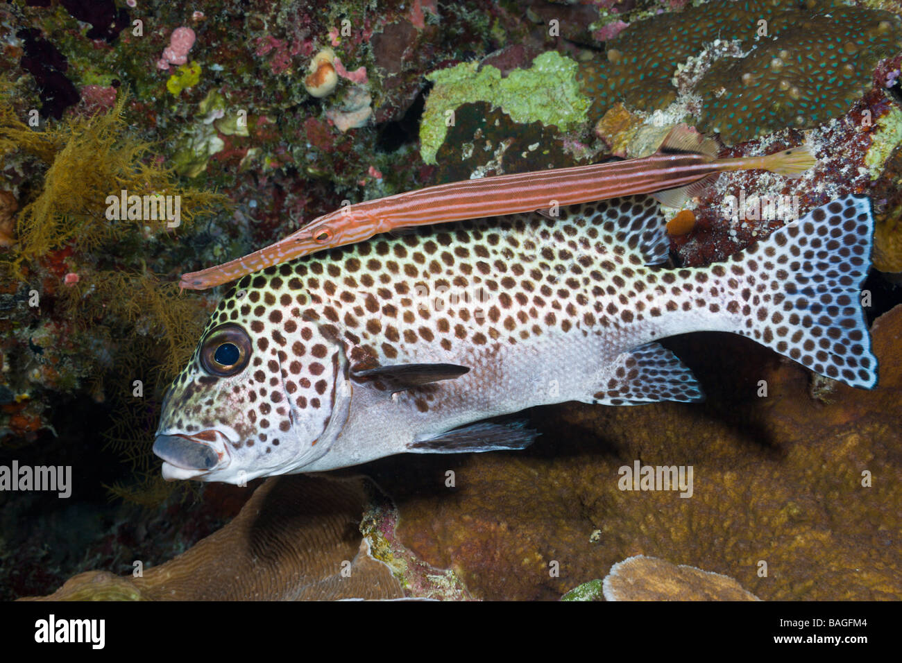 Reef camouflage hide hiding fish hi-res stock photography and images ...