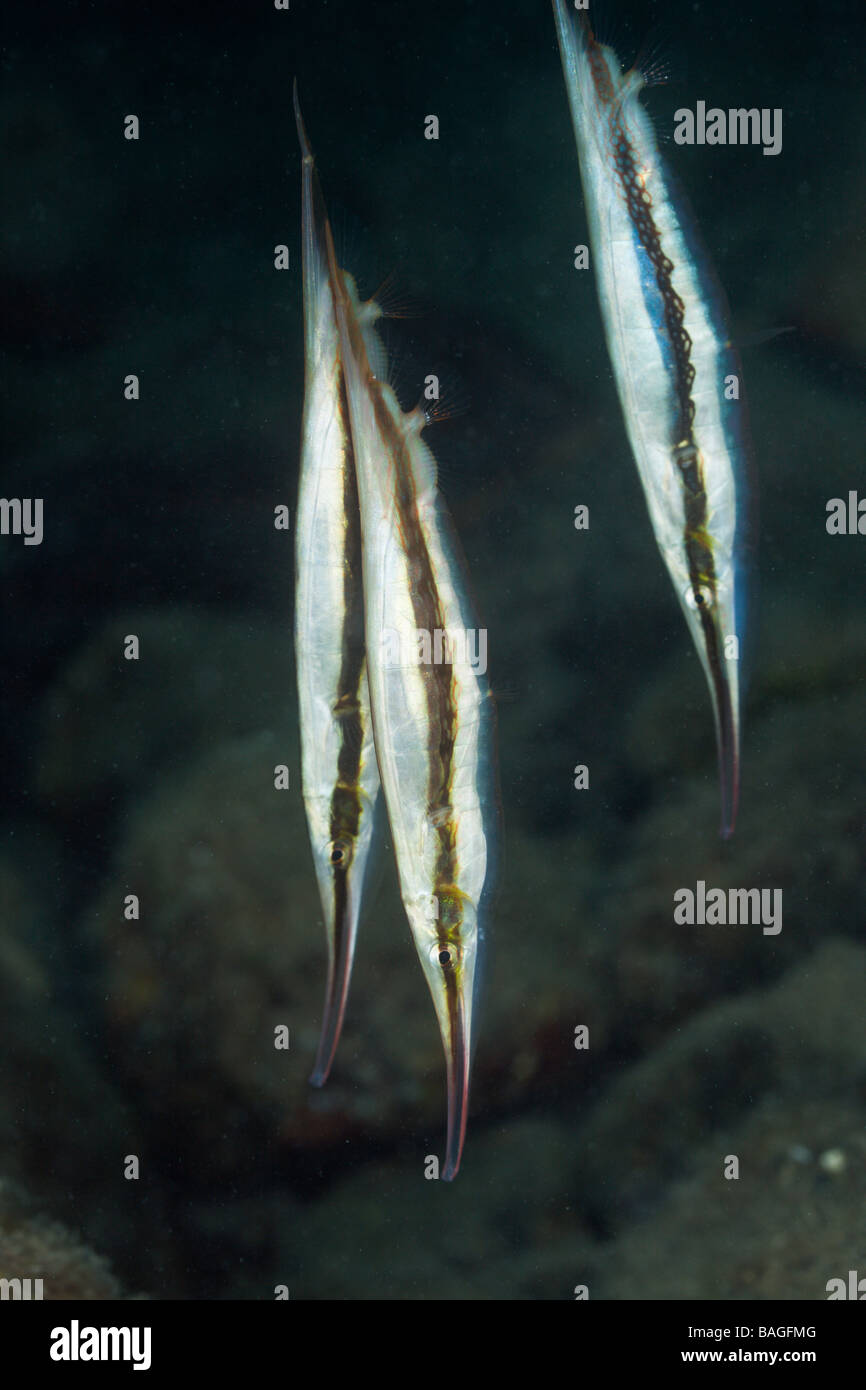 Bellowfishes hi-res stock photography and images - Alamy