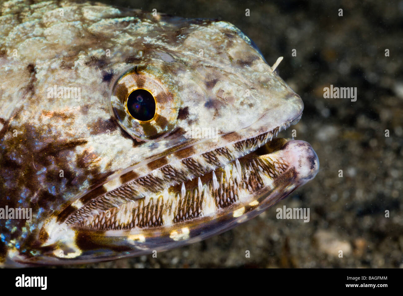 Sharp Teeth of Lizardfish Saurida gracilis Turtle Cove Micronesia Palau ...