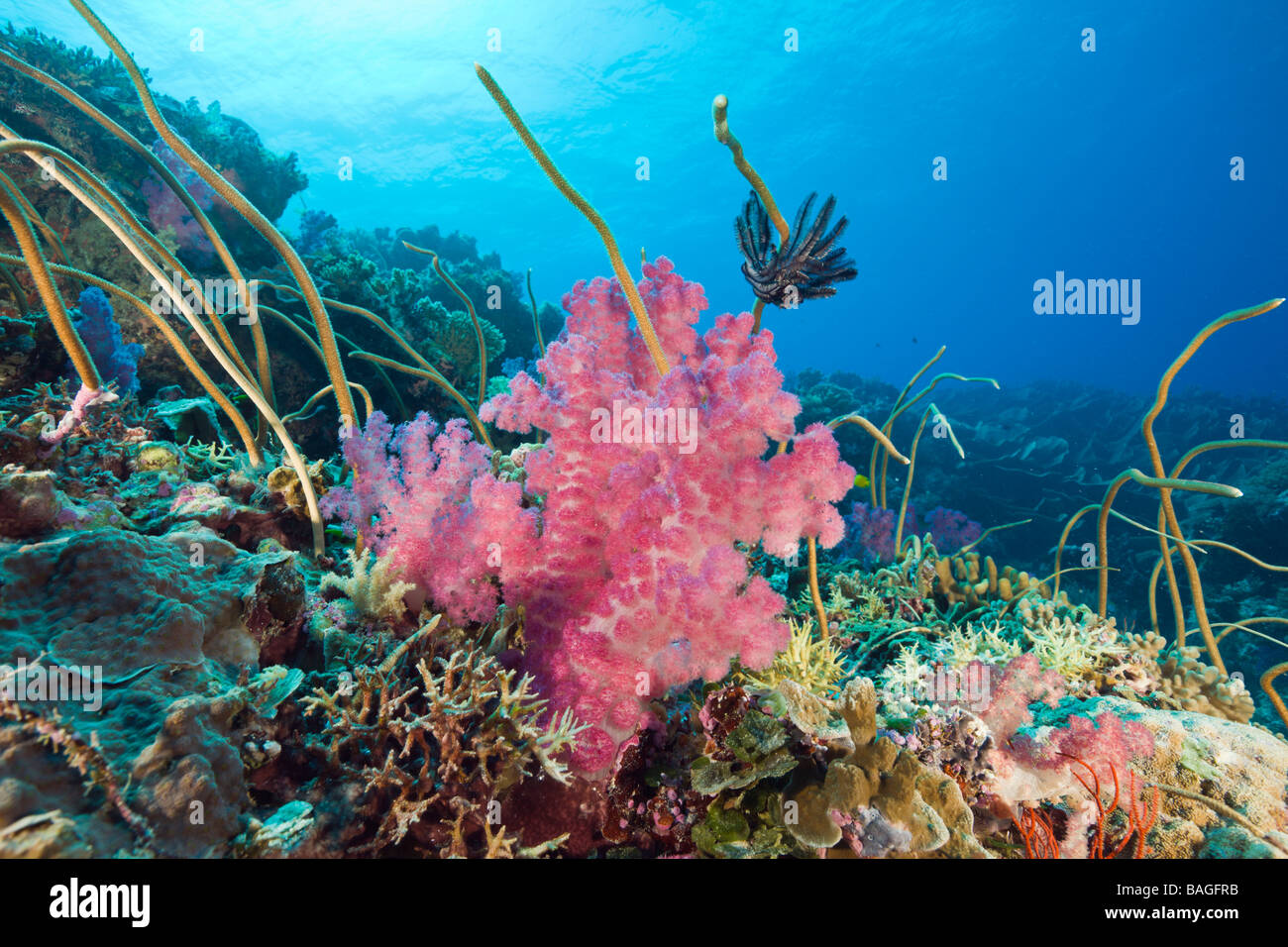 Reef with Sea Whips and Soft Corals Junceella fragilis Dendronephthya ...
