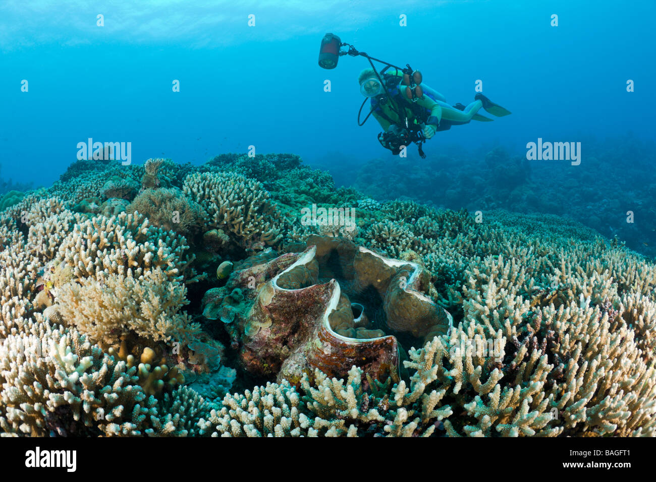 Diver and Giant Clam Tridacna Squamosa Micronesia Palau Stock Photo - Alamy