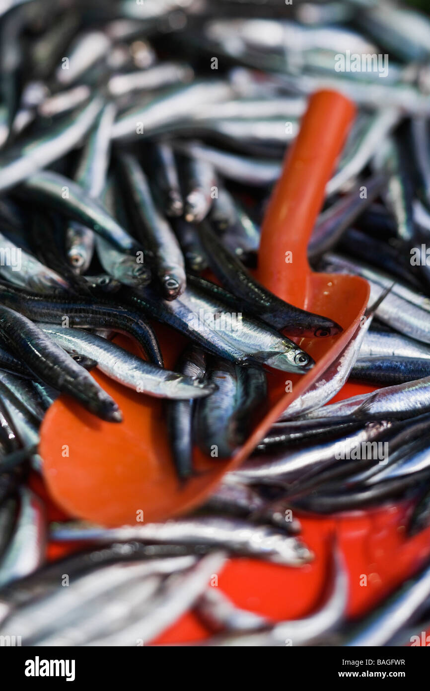 Turkey, Istanbul, the Spice Bazaar, sardines Stock Photo - Alamy
