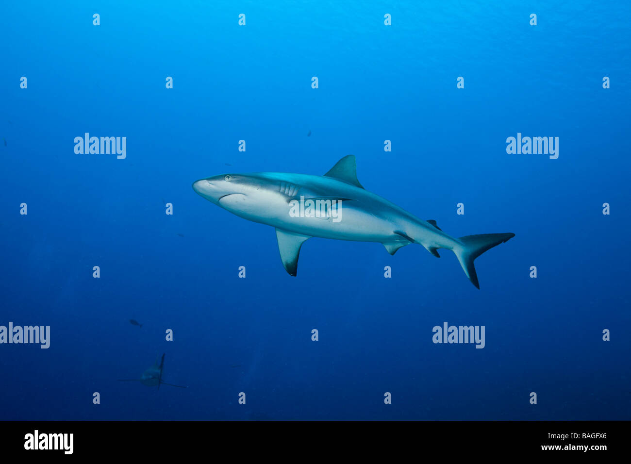 Grey Reef Shark Carcharhinus amblyrhynchos Ulong Channel Micronesia ...