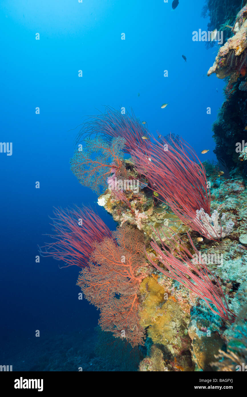 Species rich fauna hi-res stock photography and images - Alamy