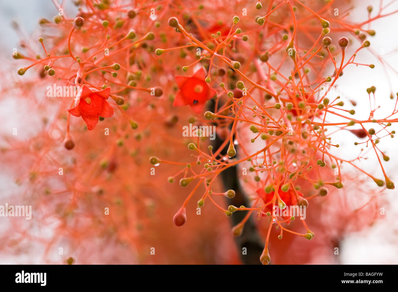 Queensland flame tree hi-res stock photography and images - Alamy
