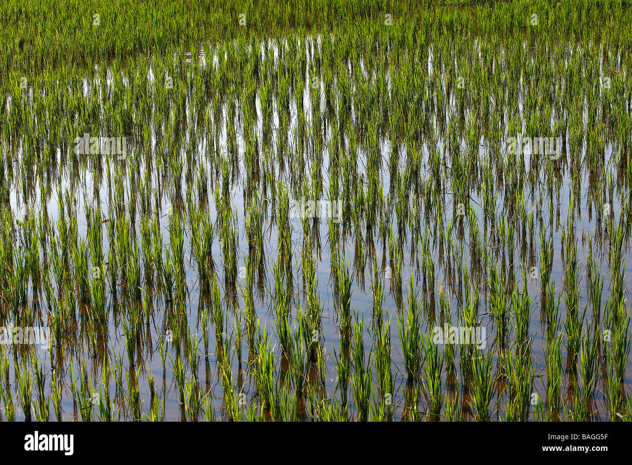 Rice (Oryza sativa) on a field near Papuan in Bali, Indonesia Stock ...