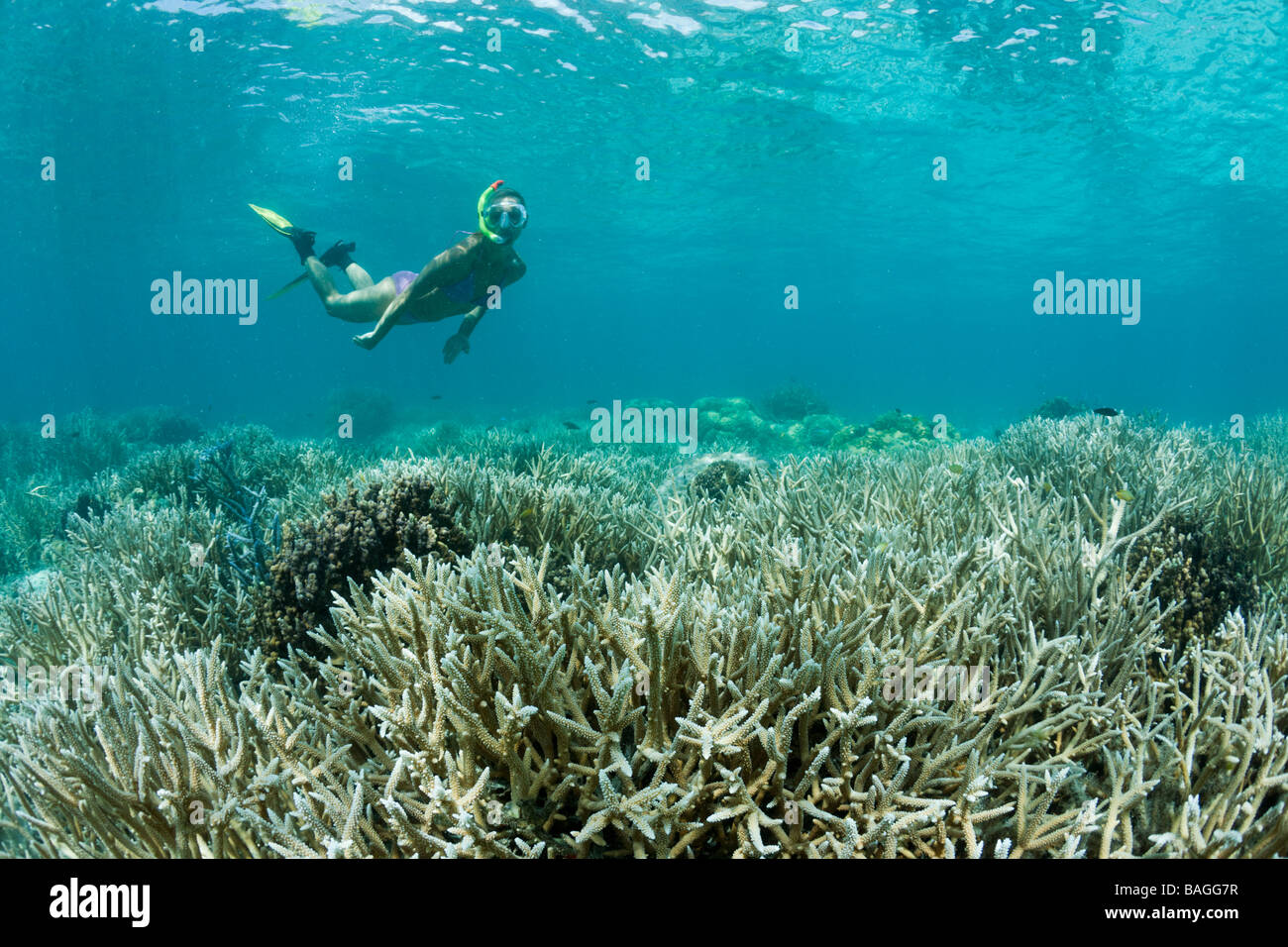 Skin Diver at Shallow Reef Micronesia Palau Stock Photo - Alamy
